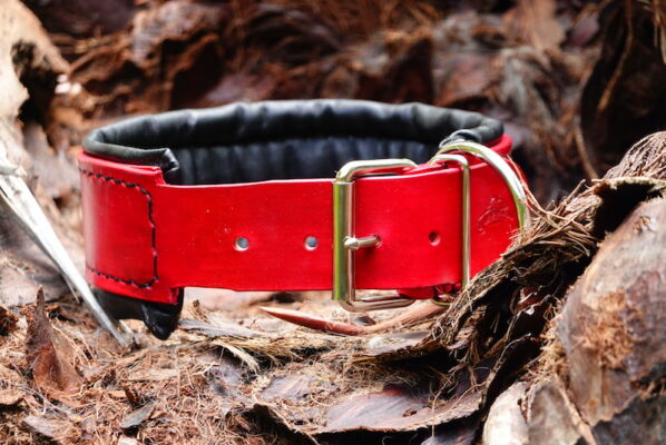StarHawk RED dog collar | Leather for Pets