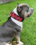 American Bully XL collar , American Pitbull collar , Pocket Bully ...