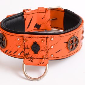American Bully XL collar , American Pitbull collar , Pocket Bully ...